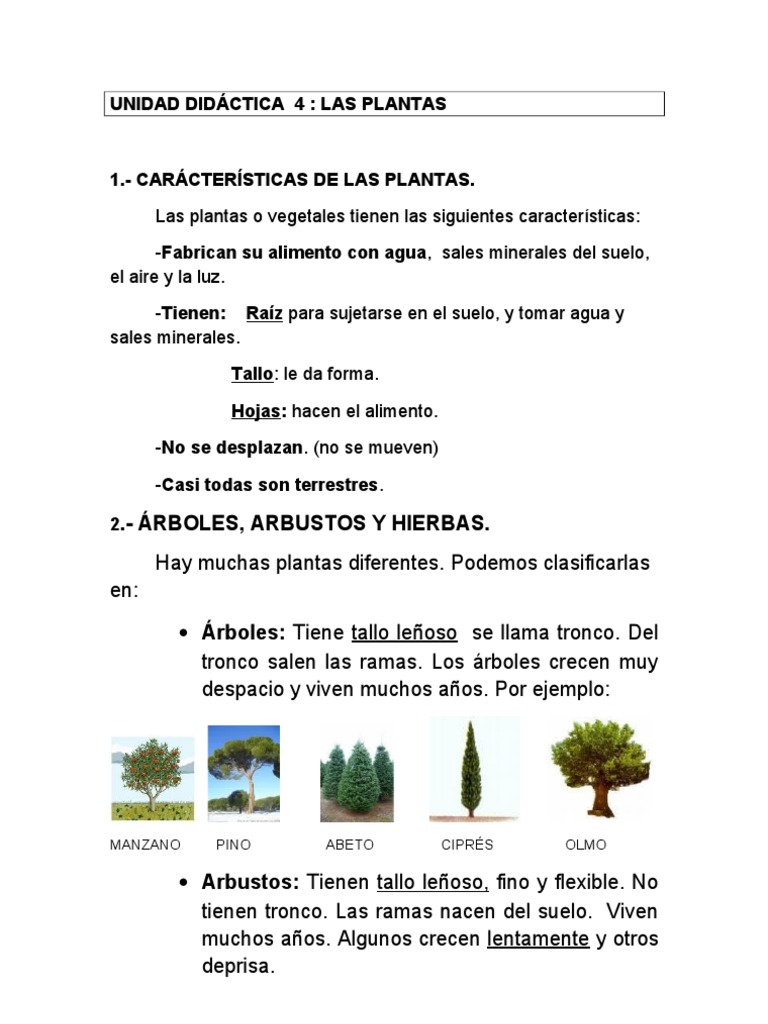 Clasificación de Plantas: Árboles, Arbustos y Hierbas | PDF | Tallo de ...