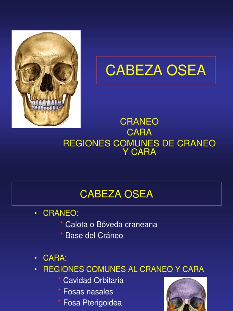 Cabeza Osea (Craneo y Cara) | PDF