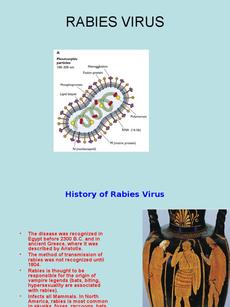 History and Control of Rabies Virus | PDF