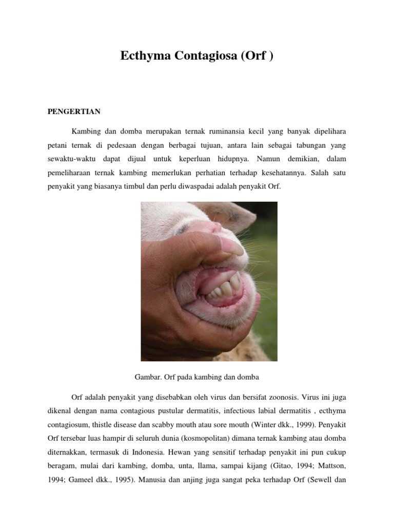 Ecthyma Contagiosa (ORF) | PDF