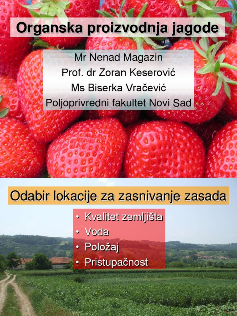 Organsko Gajenje Jagode | PDF