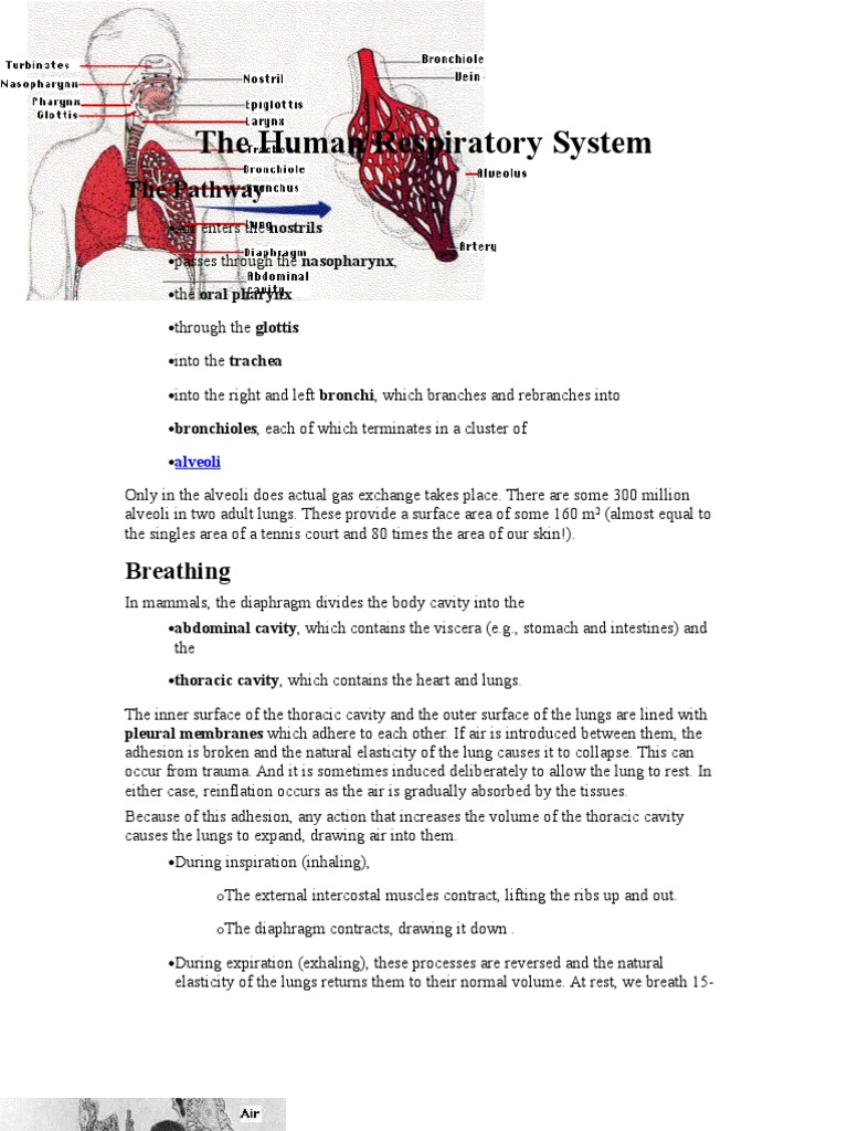The Human Respiratory System | PDF | Lung | Breathing