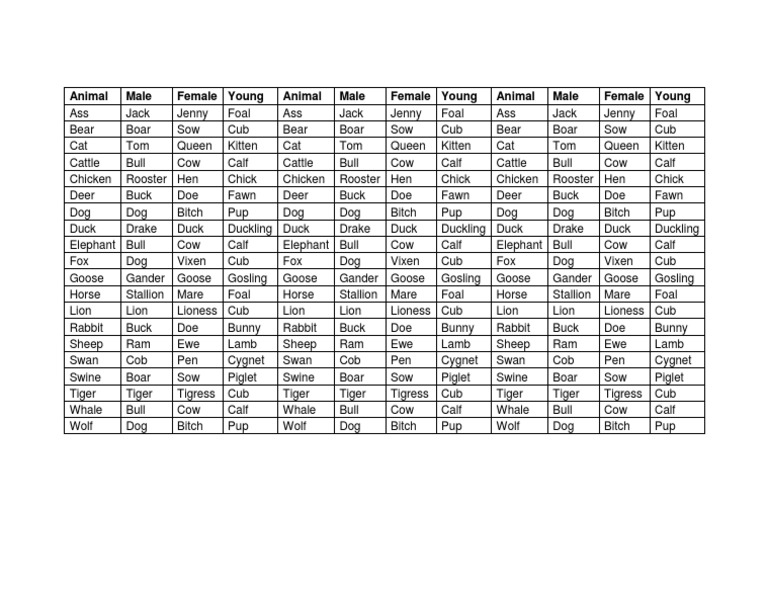 Animal Gender and Young Classification | PDF