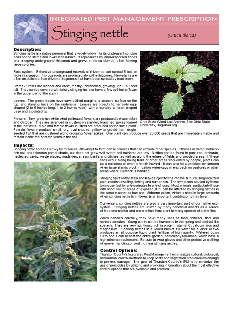 Stinging Nettle | Herbicide | Plants