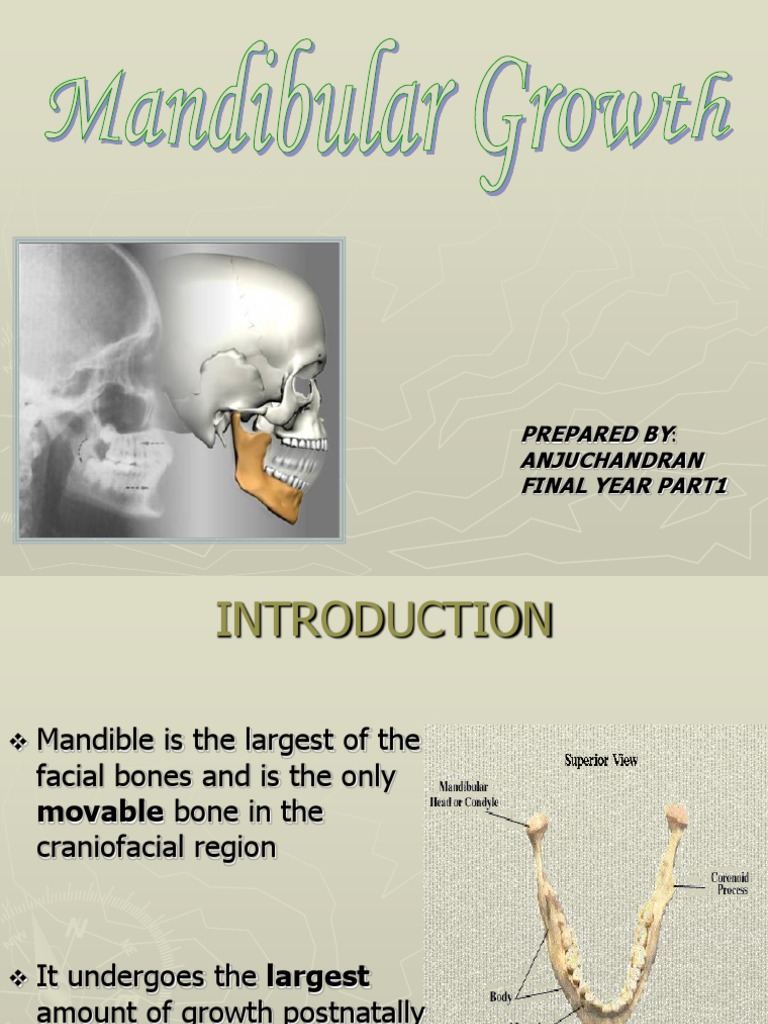 mandibular growth | Animal Anatomy | Skeletal System