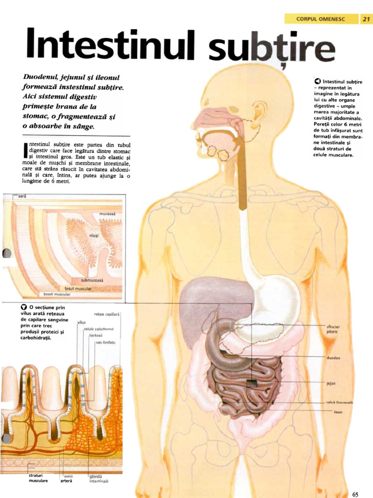 Intestinul Subtire | PDF