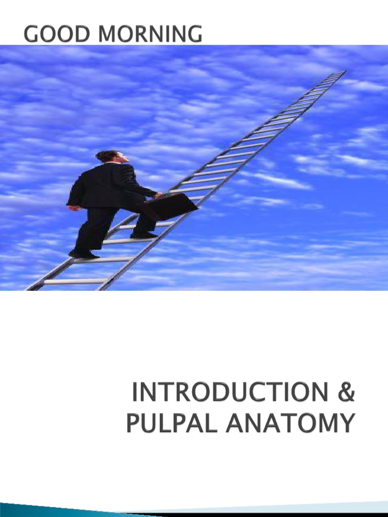 Anatomy of The Pulp Space | PDF | Dentin | Dental Anatomy