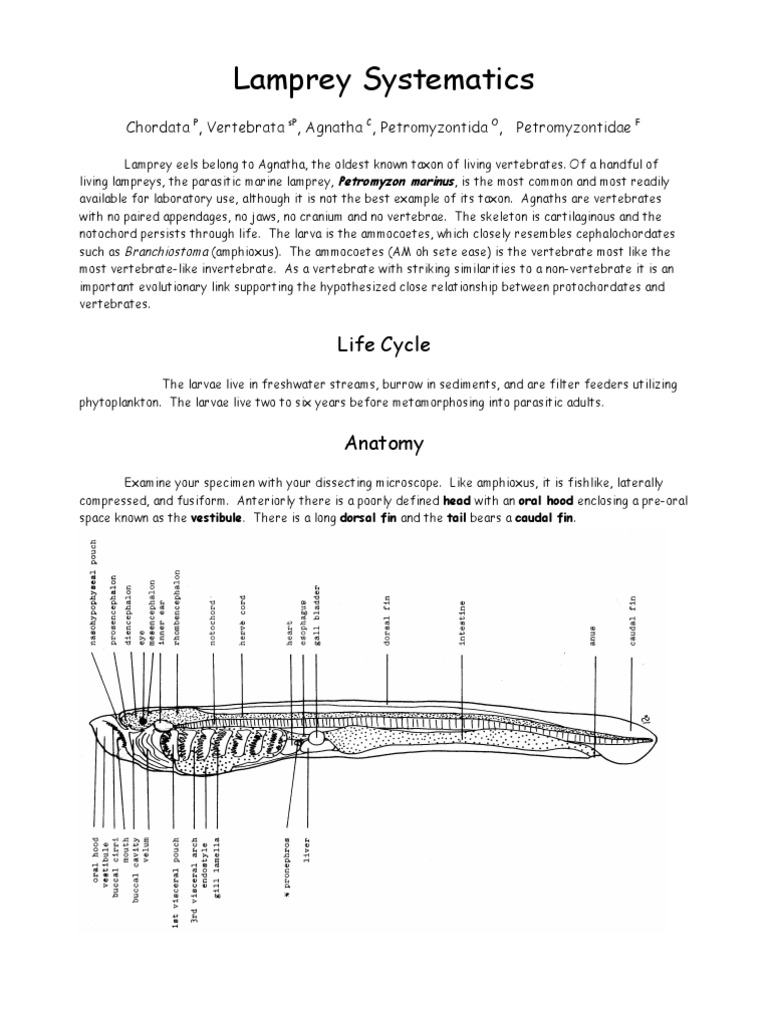 Lamprey Dissection | Gill | Anatomical Terms Of Location