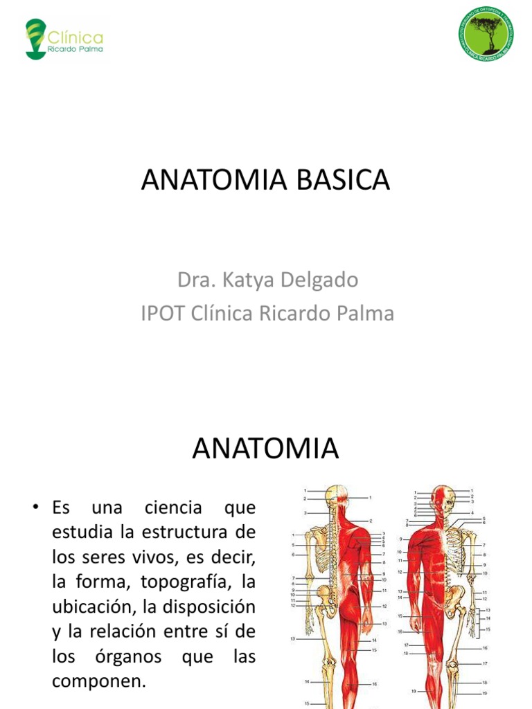 Anatomia Basica | Articulación | Hueso