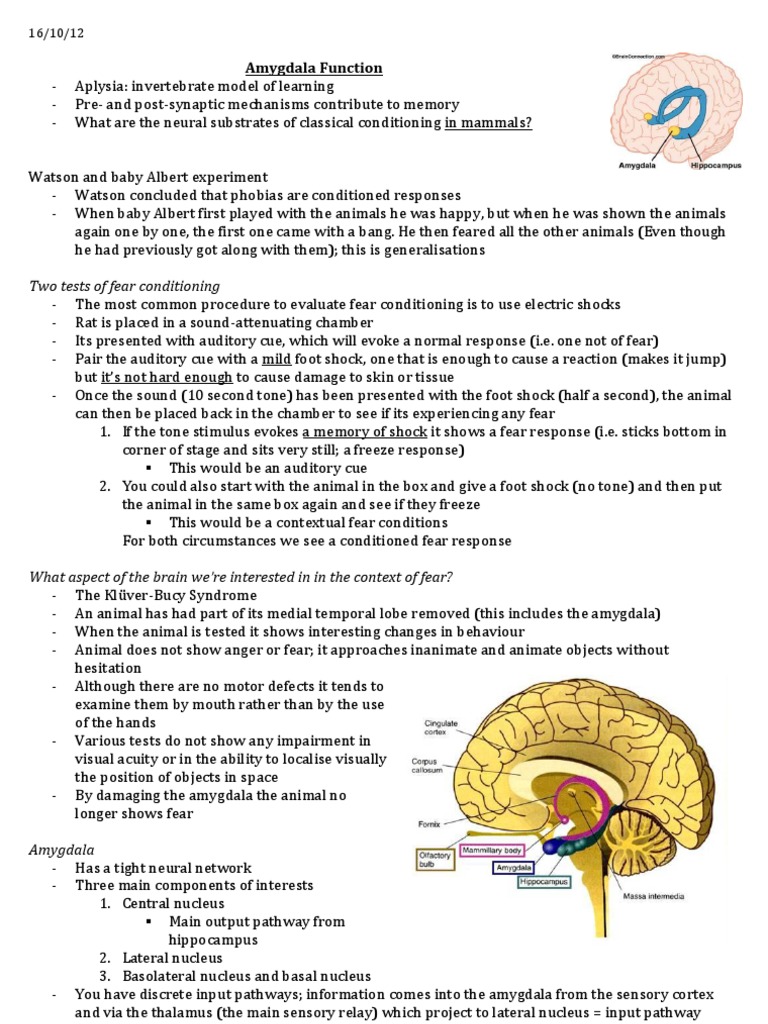 Amygdala Function | Amygdala | Long Term Potentiation