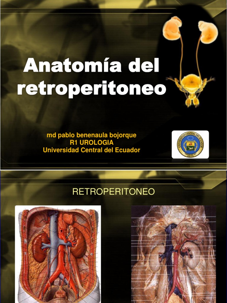 Anatomia Del Retroperitoneo | Riñón | Abdomen