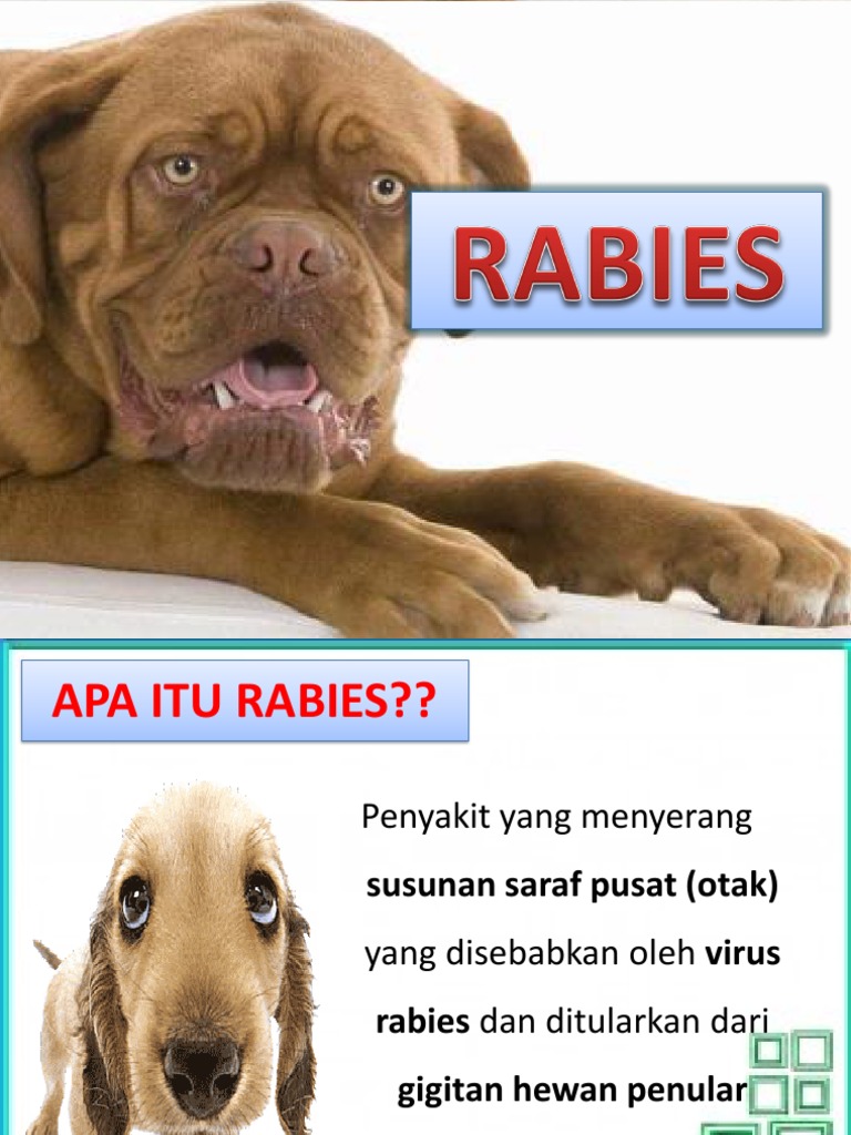 Sap Rabies | PDF | Kesehatan Holistik