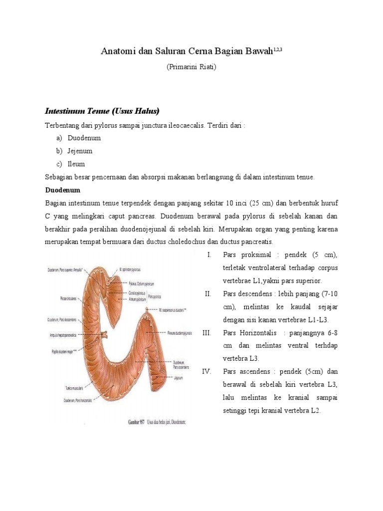 Anatomi Saluran Cerna Bagian Bawah | PDF