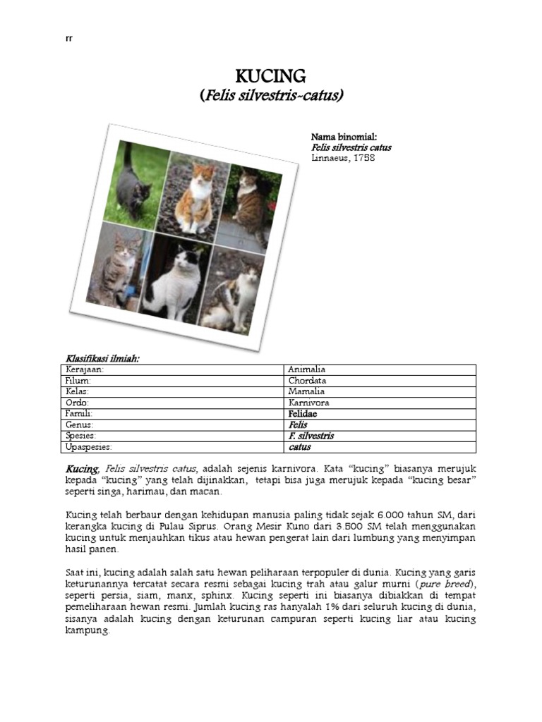 Taksonomi Kucing | PDF