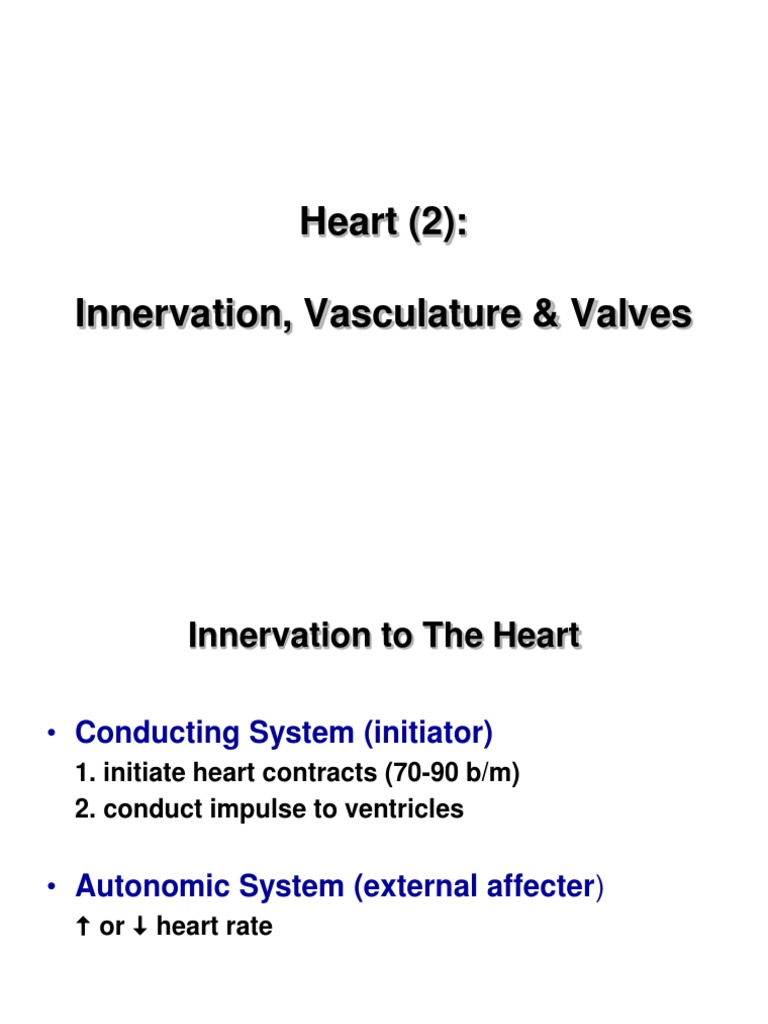 Heart (2) : Innervation, Vasculature & Valves | PDF | Coronary ...