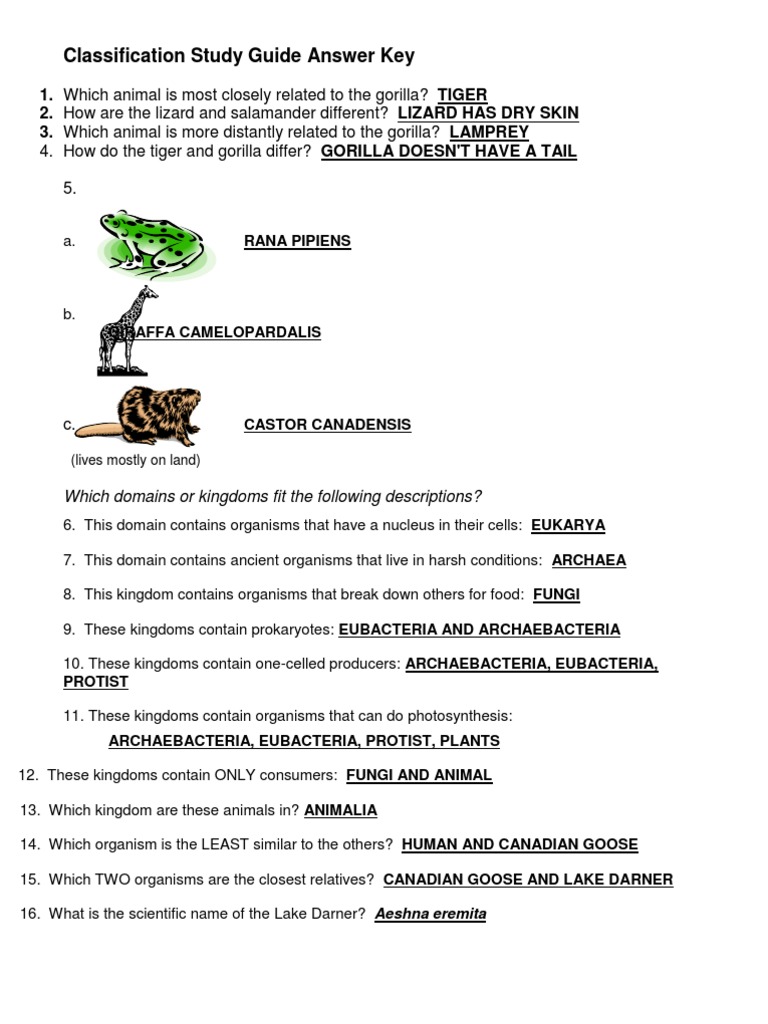 Classification Of Organisms Worksheet Answer Key Dichotomous Key