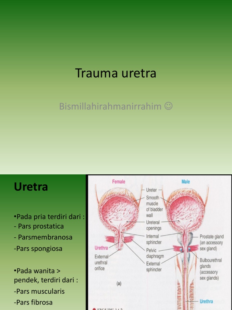 Trauma Uretra | PDF