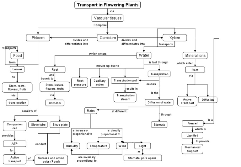 Concept Map - Transport in Flowering Plants | PDF | Landscape | Agriculture