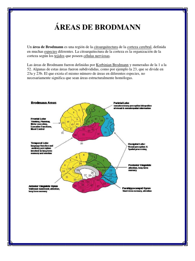 ÁREAS DE BRODMANN. | Lóbulo temporal | Percepción visual