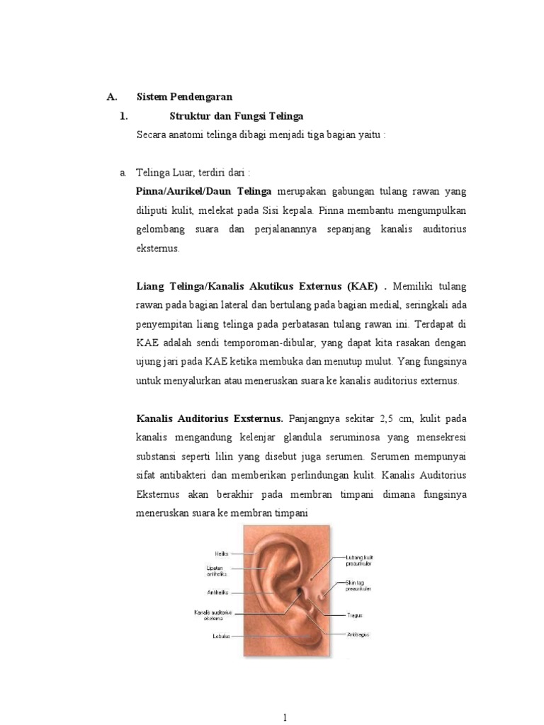 Sistem Pendengaran | PDF