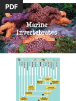 Fao - Part 1 - Fish Identification Guides | PDF | Food And Agriculture ...