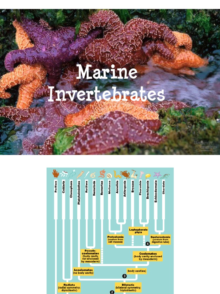 Marine Invertebrates | Insects | Mollusca