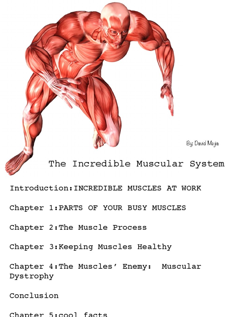 Fun Facts About the Muscular System | PDF | Muscular Dystrophy | Muscle