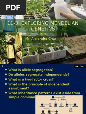 11 3 Exploring Mendelian Genetics Worksheet Answer Key Mendelian