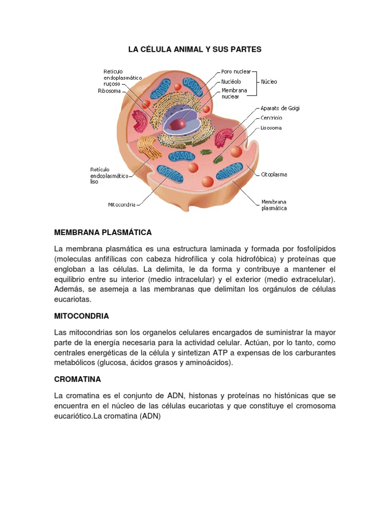 Partes de La Celula Animal y Vegetal | PDF | Ribosoma | Biología Celular)