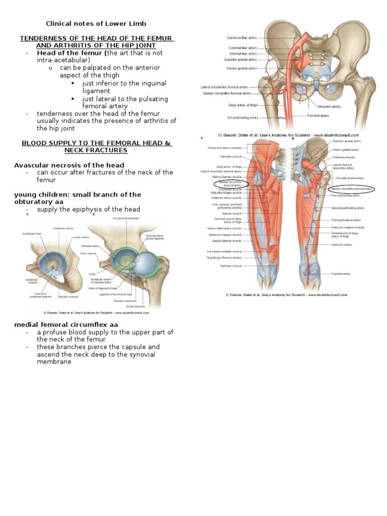 Clinical Notes of Lower Limb | PDF | Hip | Human Leg