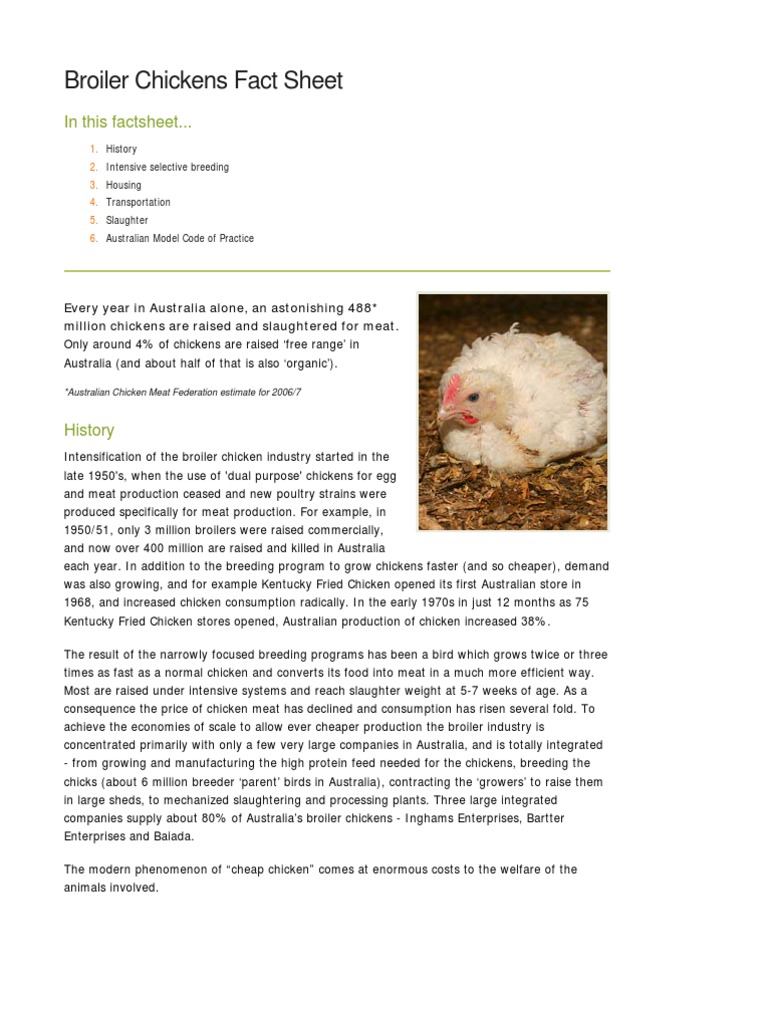 Broiler Chickens Fact Sheet | PDF | Broiler | Animal Slaughter