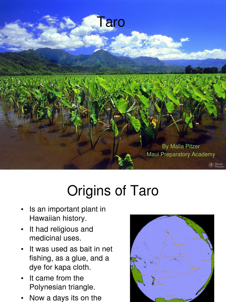 Taro | PDF | Foods | Agriculture