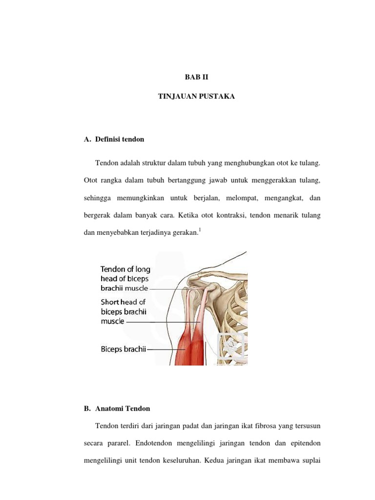 BAB II Ruptur Tendon | PDF | Sains & Matematika