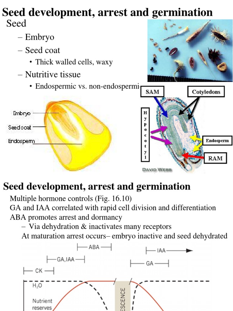 Seed Development, Arrest and Germination: - Embryo - Seed Coat ...