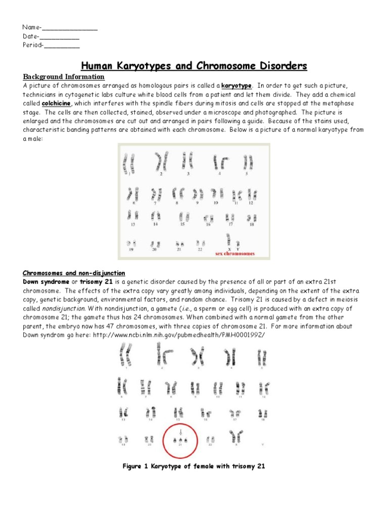 Karyotype | PDF | Karyotype | Chromosome