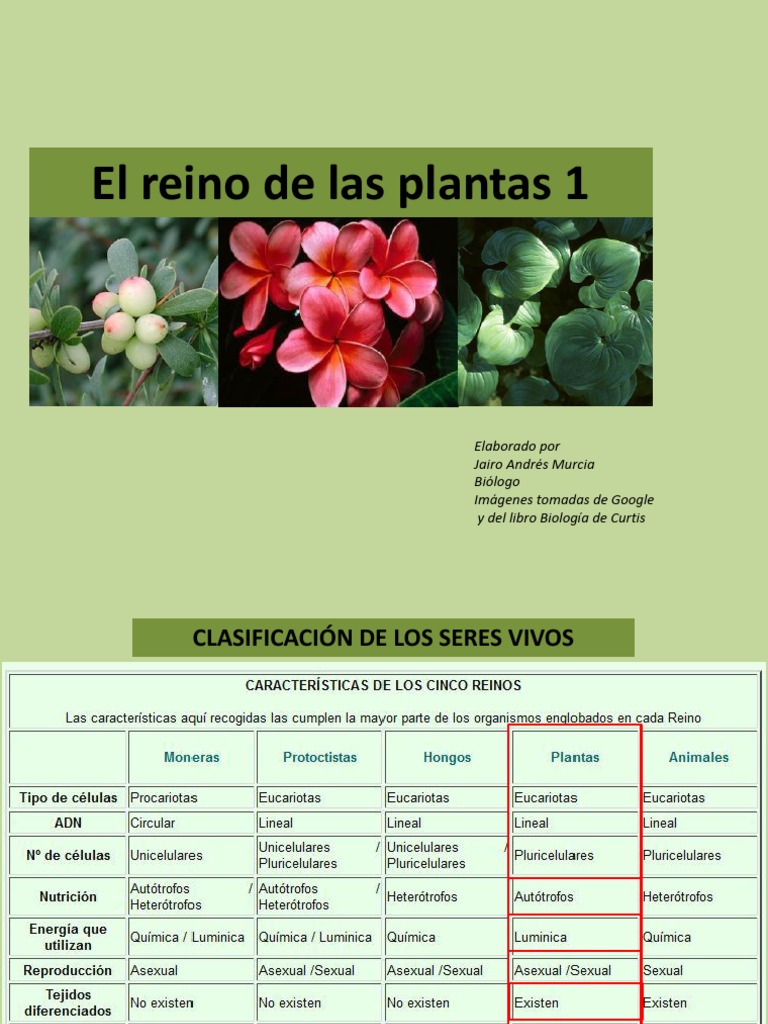 Clasificación y Evolución de Plantas | PDF | Plantas | Espora