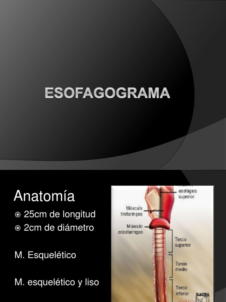 ESOFAGOGRAMA | PDF | Estómago | Anatomía