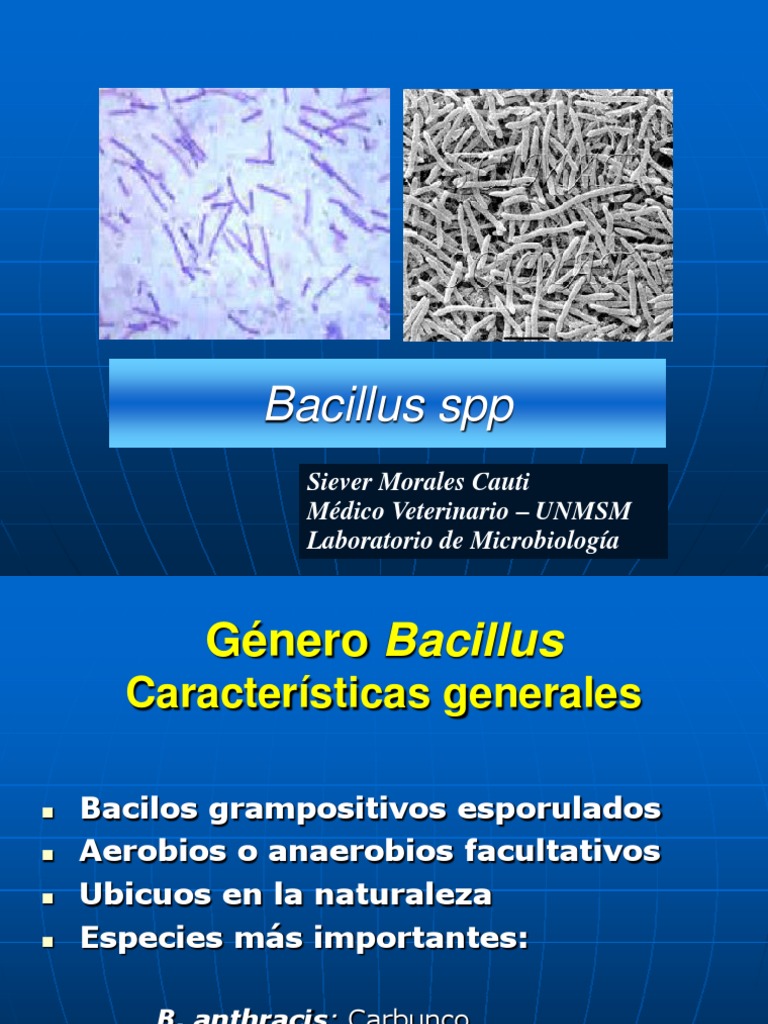 Bacillus SPP | PDF | Ántrax | Microbiología