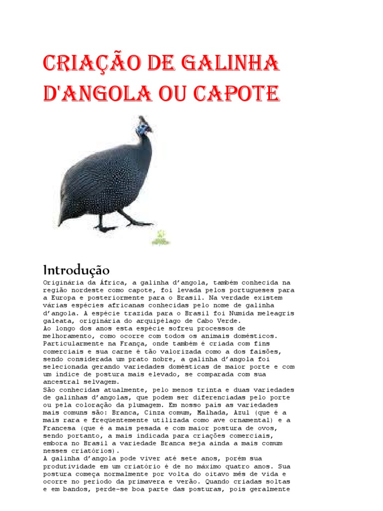 Criação de Galinha D'angola Ou Capote | PDF | Aves | Frango
