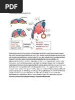 Anatomi Trunkus Manusia | PDF