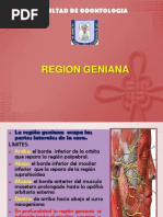 Región Maseterina | PDF | Salud y bienestar