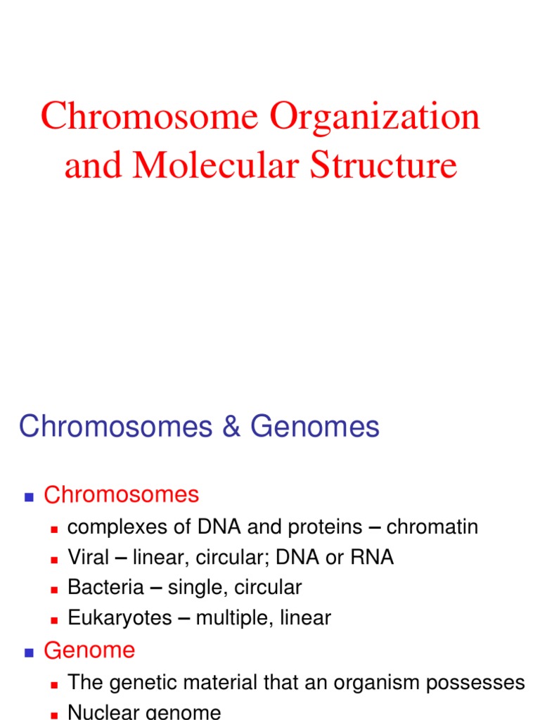 Chromosome Organization and Molecular Structure | PDF | Histone ...