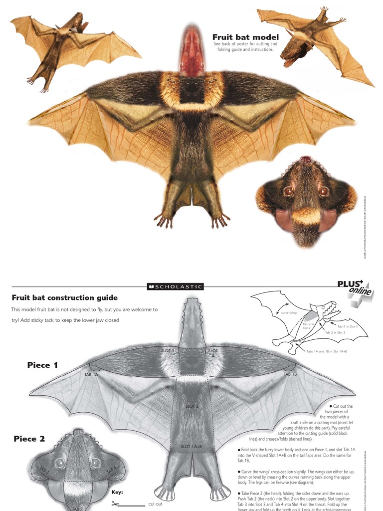 Paper Bat | PDF