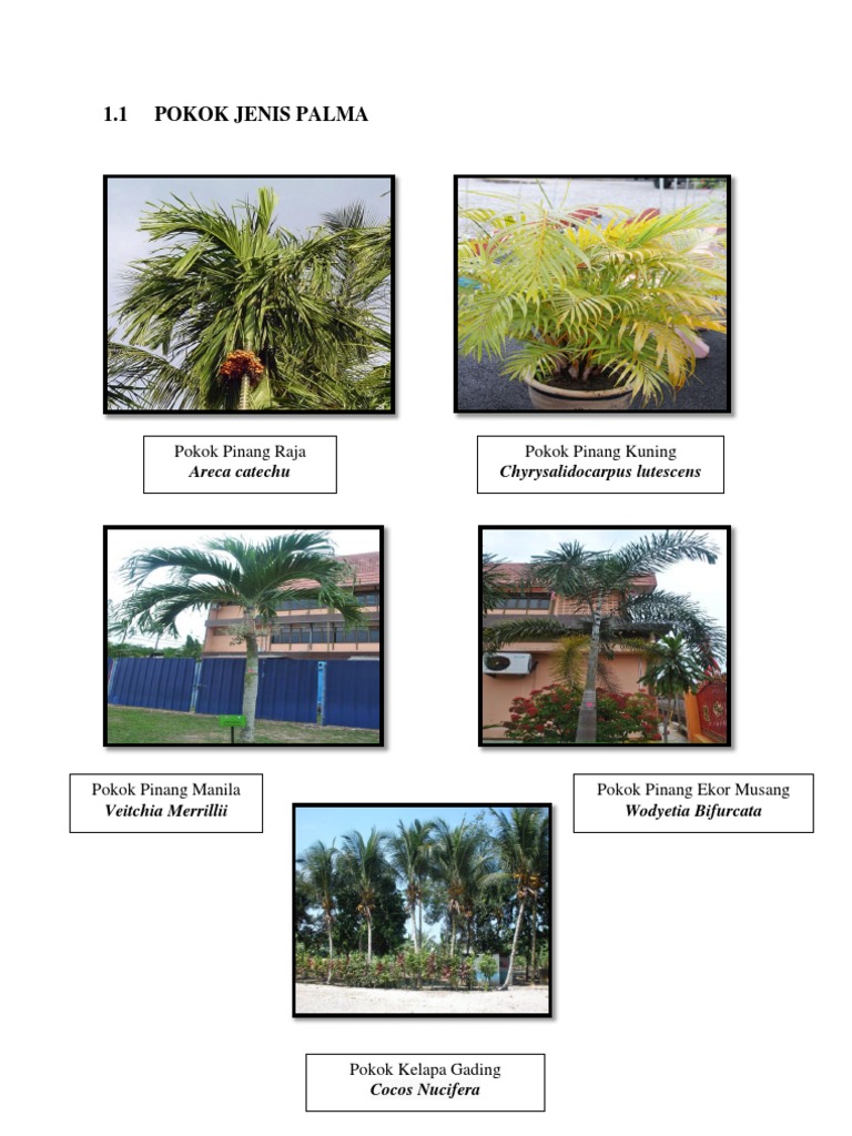 Jenis Pokok | PDF