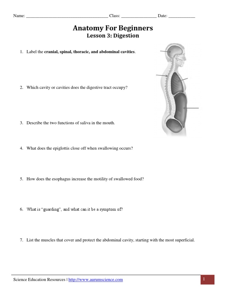Anatomy For Beginners - Digestion Worksheet | PDF | Human Digestive ...
