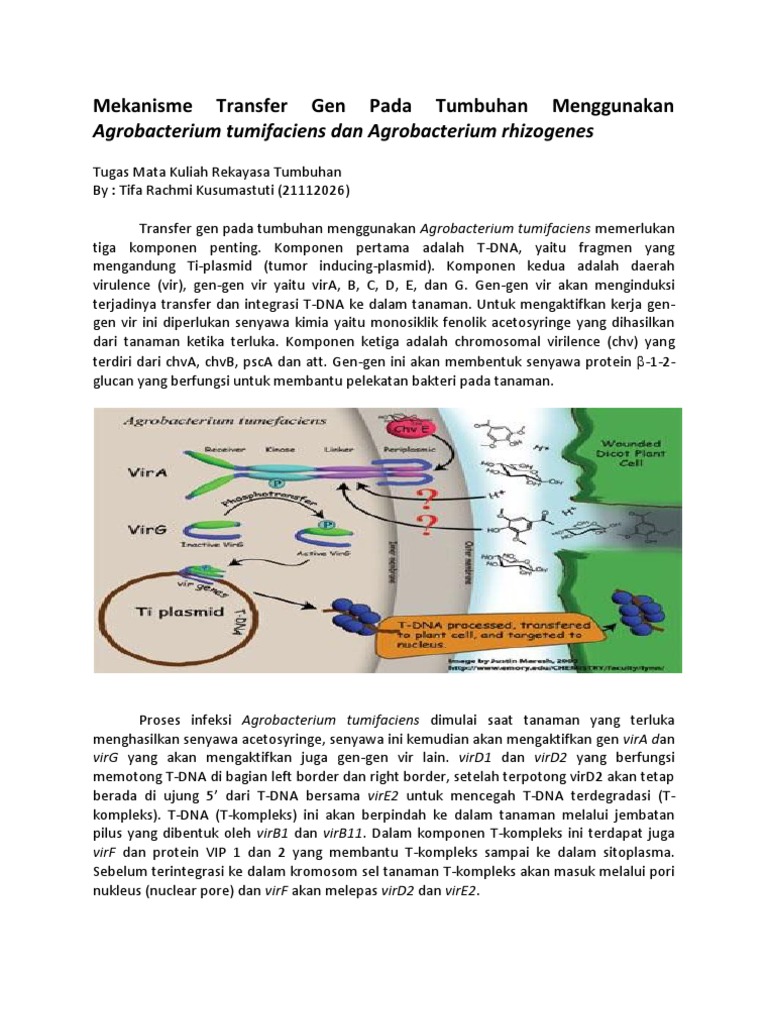 Mekanisme Transfer Gen Agrobacterium Tumifaciens | PDF