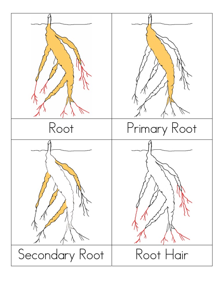 Parts of A Root | PDF