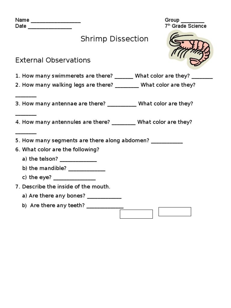 Shrimp Dissection | PDF | Stomach | Abdomen