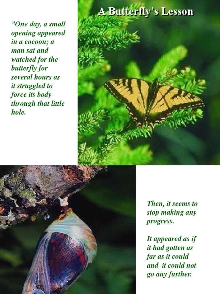 The Story of The Butterfly | PDF