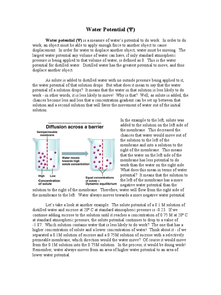 Water Potential | PDF | Osmosis | Water